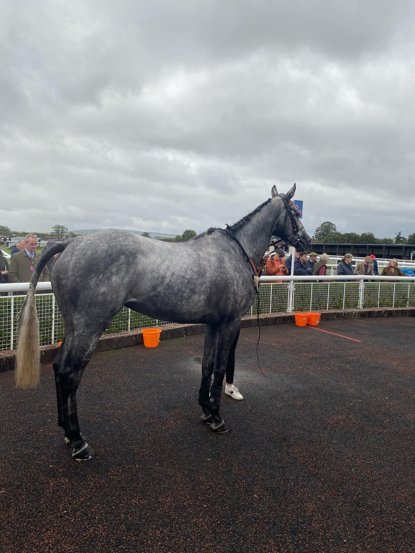 Rowley and Lewis Eye Bright Racing Seasons: Malaita and Gris Majeur ...